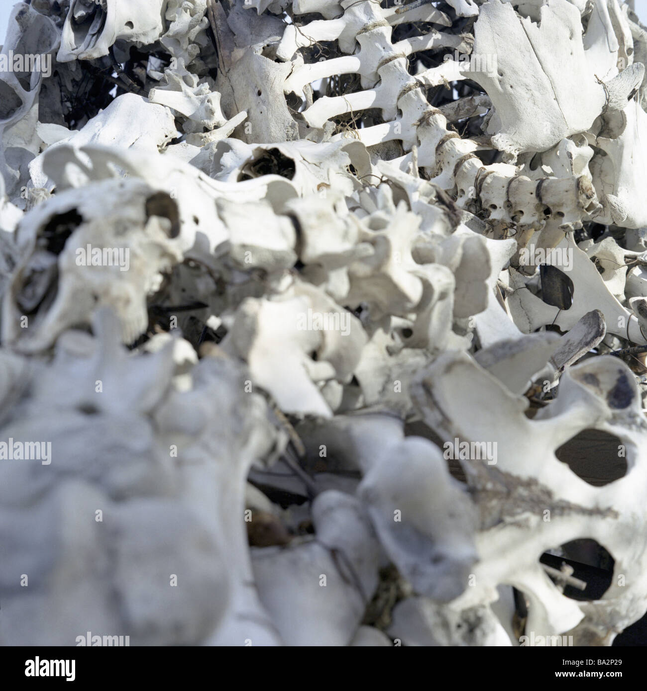 Artwork bones incredibly close-up remains remain animal-bones skeletons ...