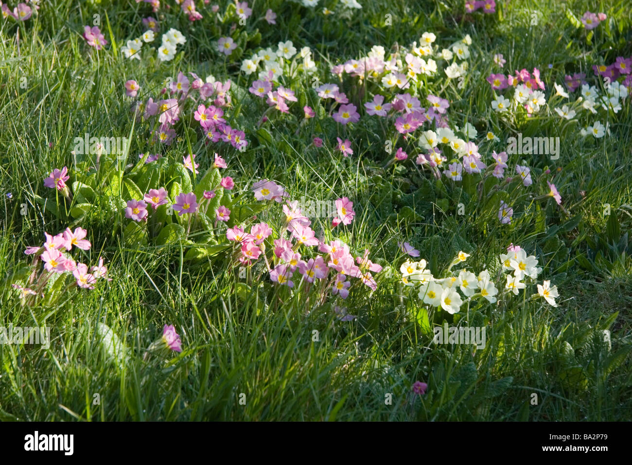 Primroses flowering hi-res stock photography and images - Alamy