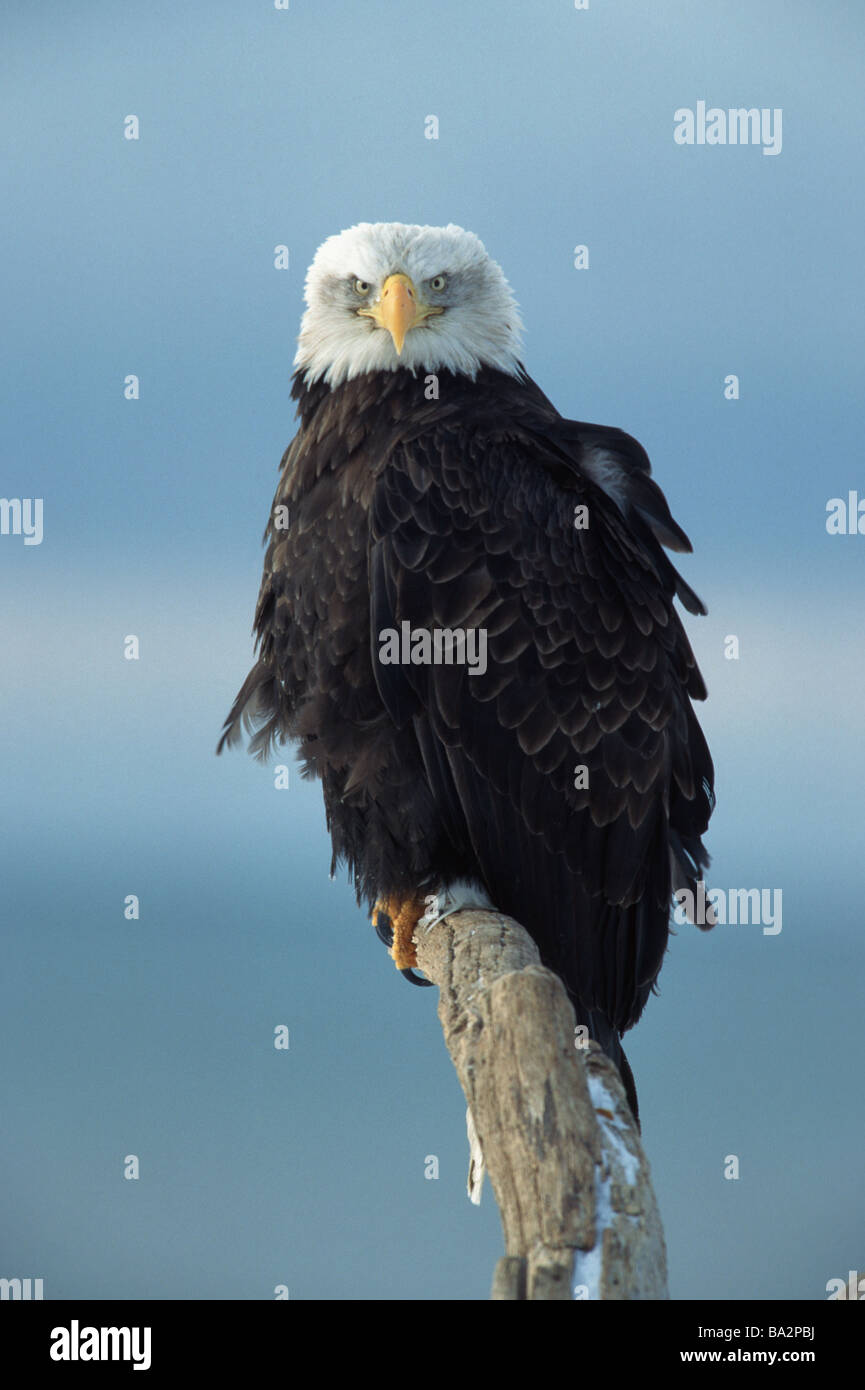Raptor viewpoint hi-res stock photography and images - Alamy