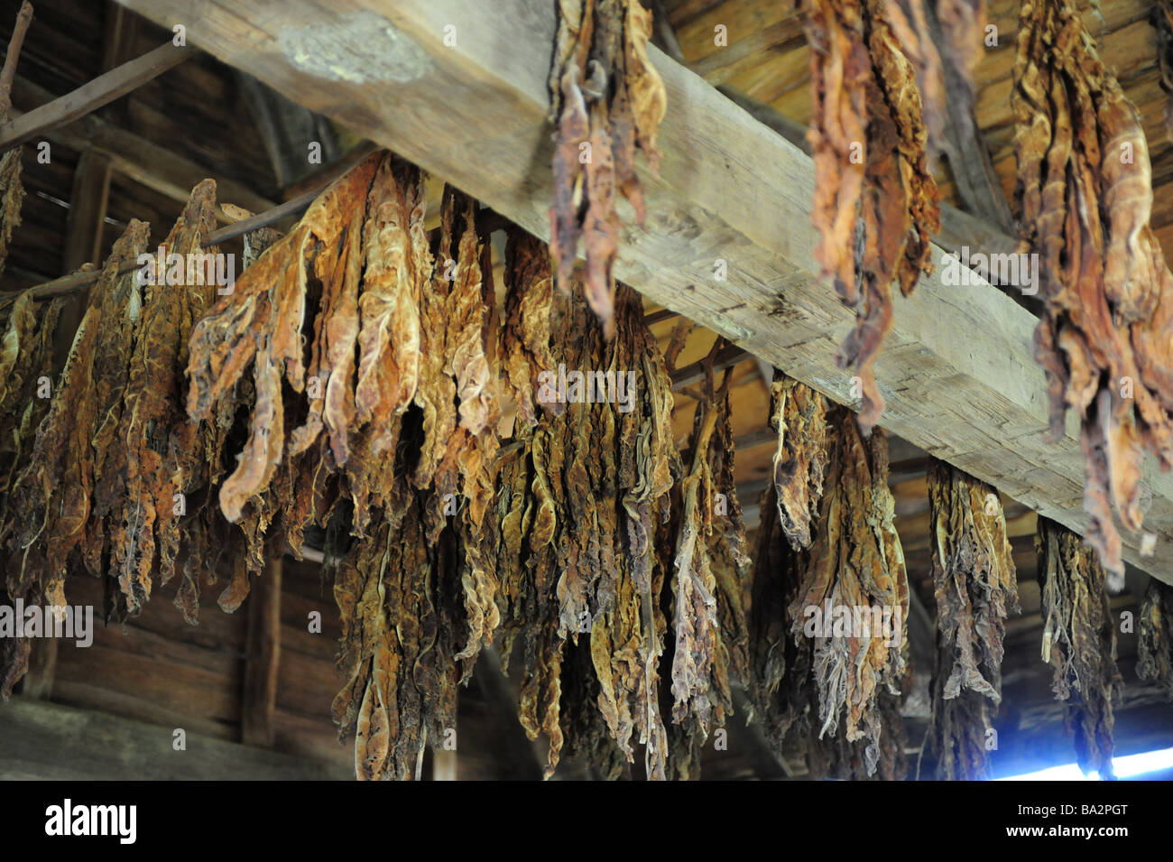 Tobacco crop hi-res stock photography and images - Alamy