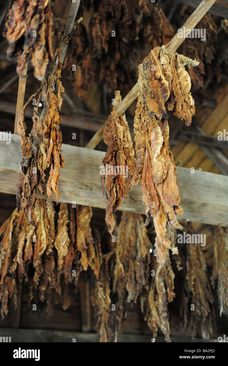Tobacco crop hi-res stock photography and images - Alamy