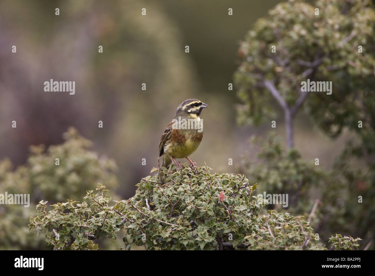 Adult summer male Cirl Bunting Emberiza cirlus Stock Photo - Alamy
