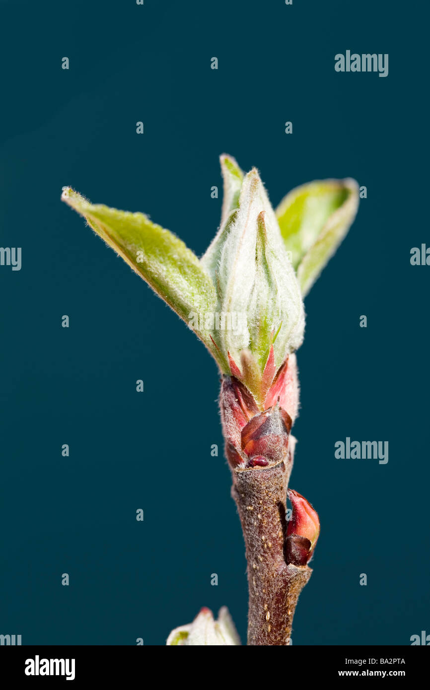 The breaking bud of an apple tree Stock Photo - Alamy