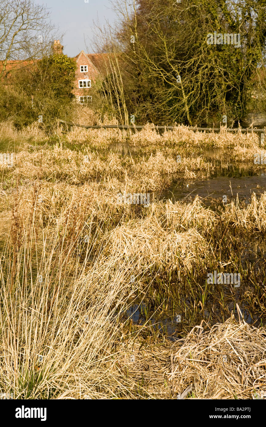 Yellowing grass hi-res stock photography and images - Alamy