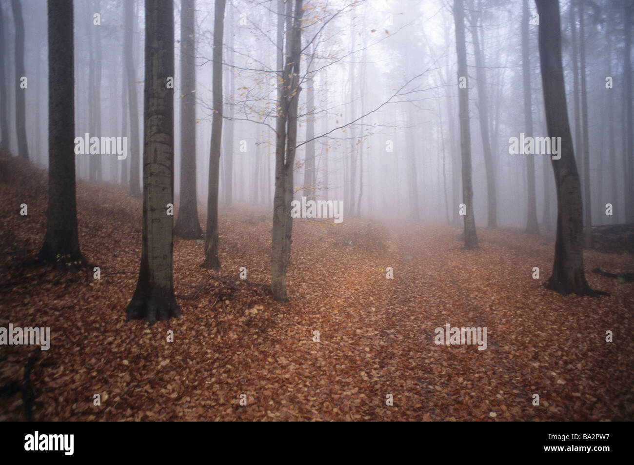 Forest way fog autumn forest path forest-way trees foliage-trees forest ...