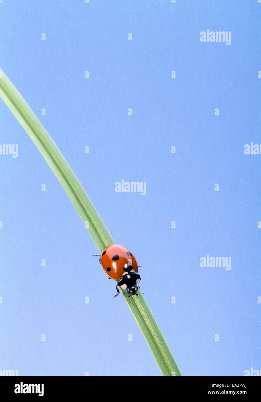 Lord reed hi-res stock photography and images - Alamy