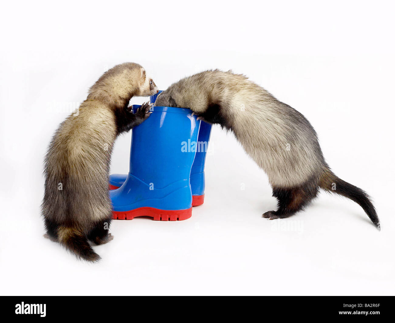 Ferrets Playing Together