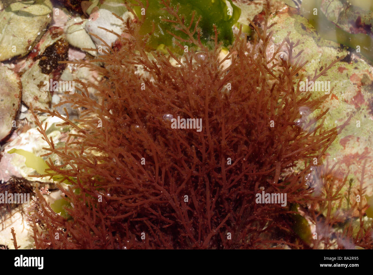 A red seaweed Chondria dasyphylla in a rockpool UK Stock Photo - Alamy