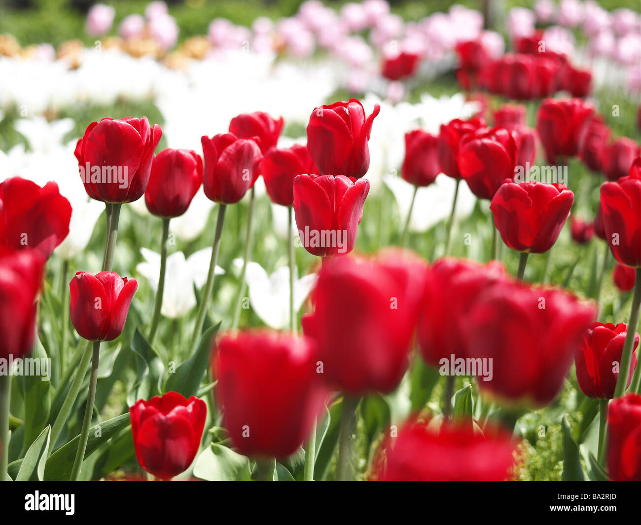 Flower bed tulips detail blooms differently-colorfully series garden ...