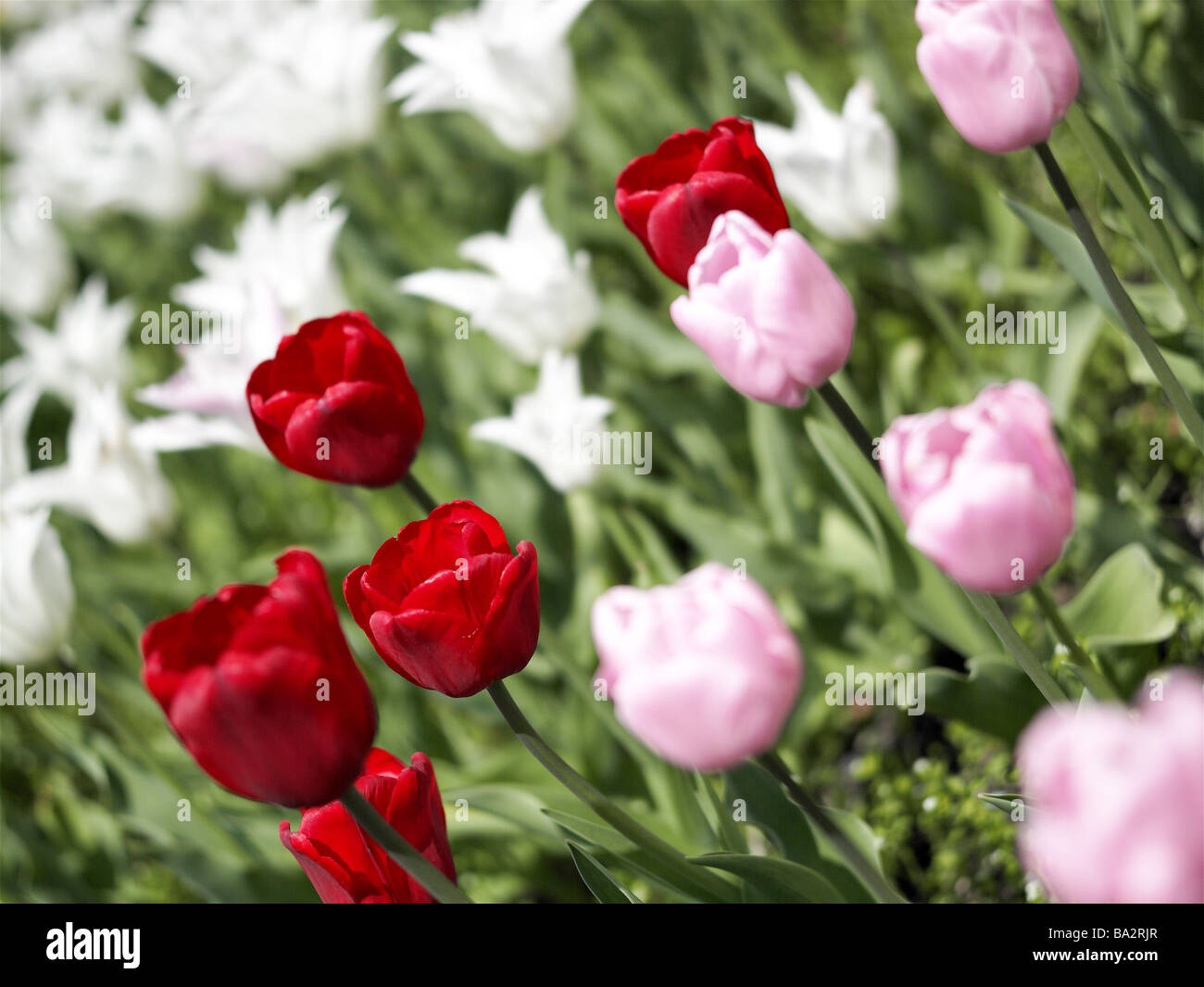Flower bed tulips detail blooms differently-colorfully series garden ...