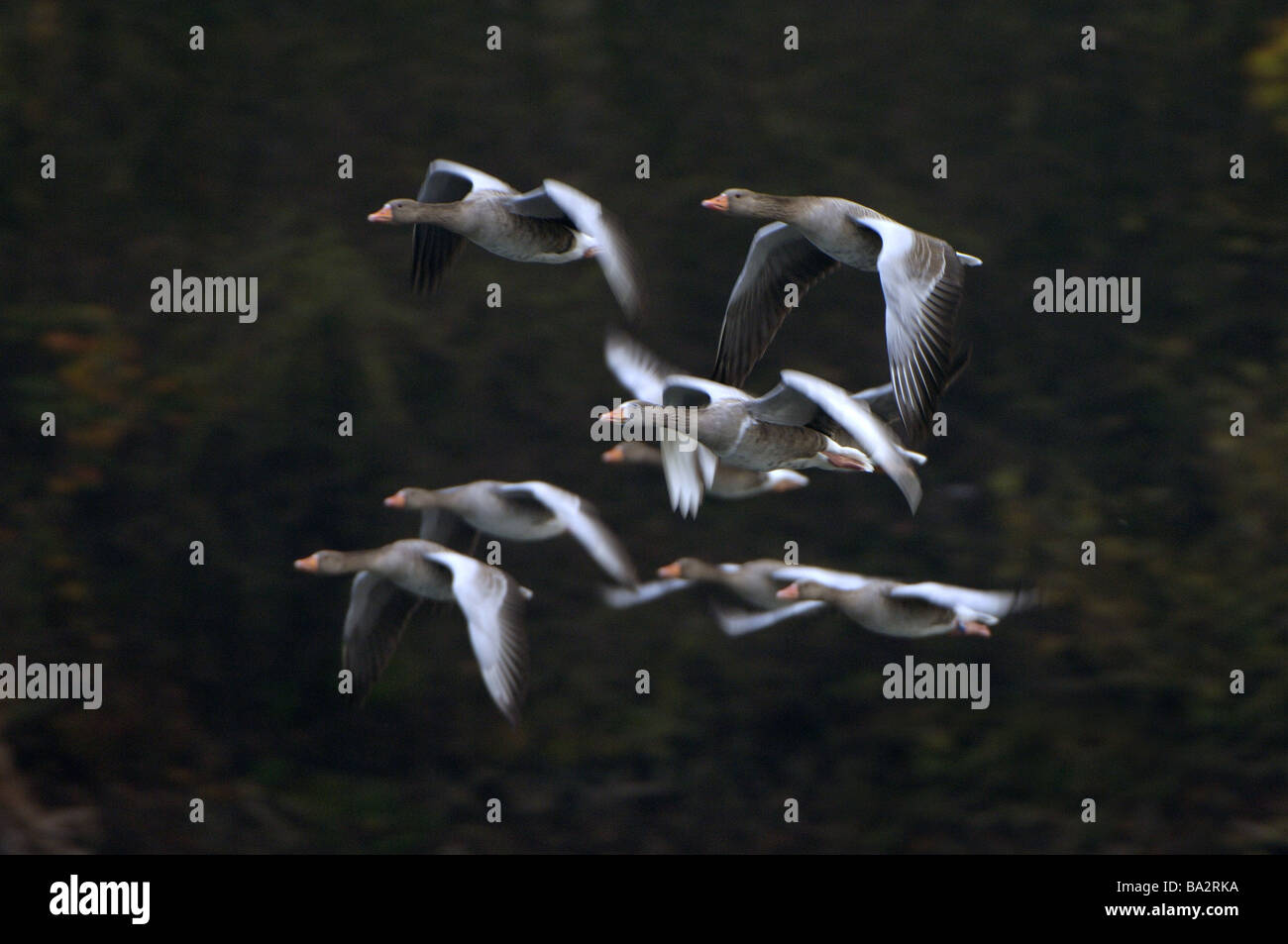 Flap flies symbol hi-res stock photography and images - Alamy