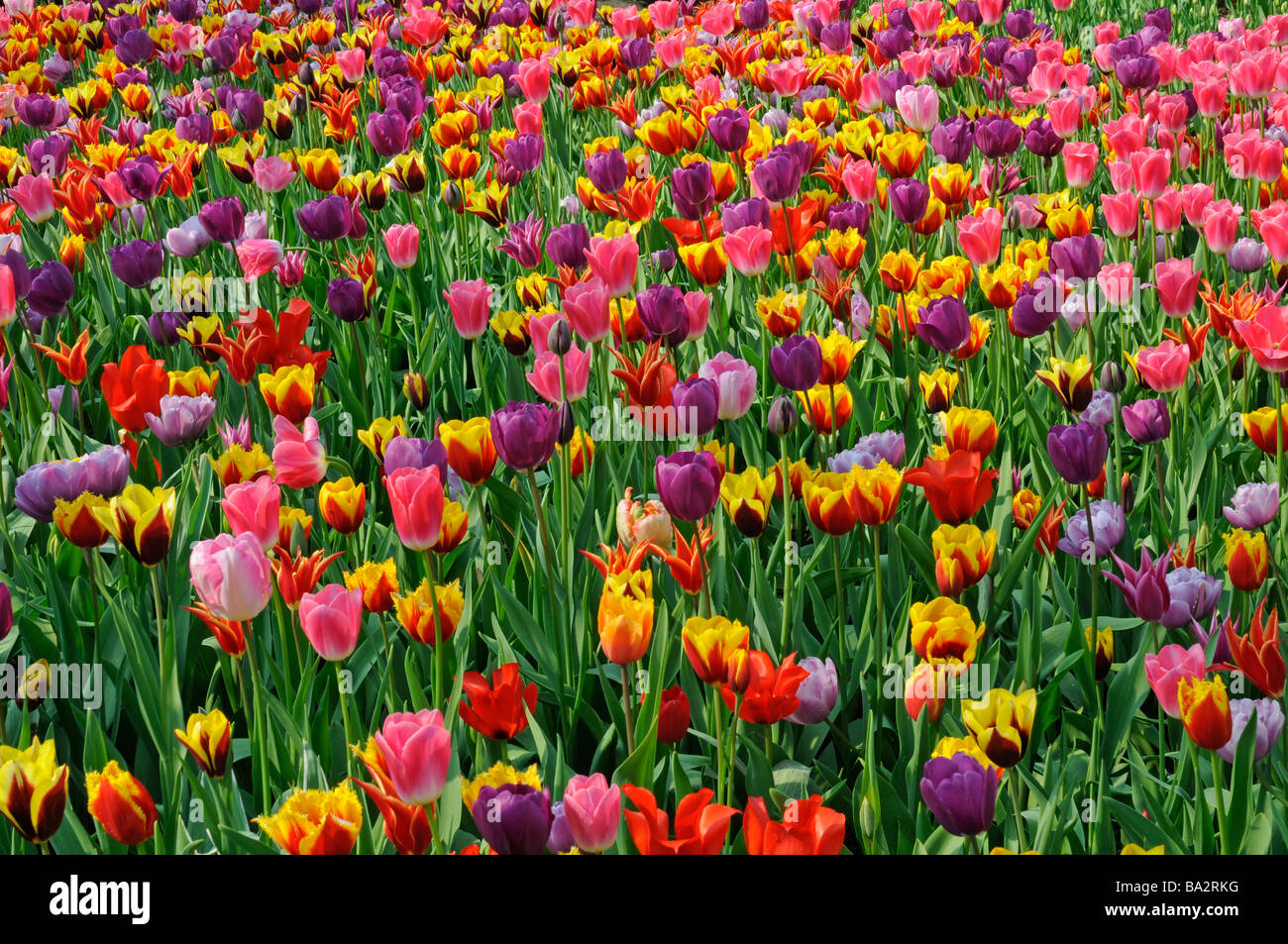 Tulip display mixed colours hi-res stock photography and images - Alamy