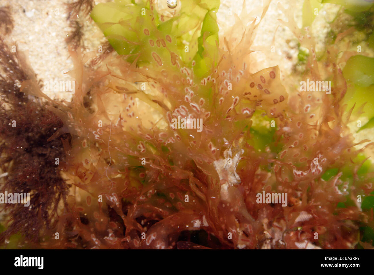 A red seaweed Nitophyllum punctatum with spore patches on it UK Stock ...