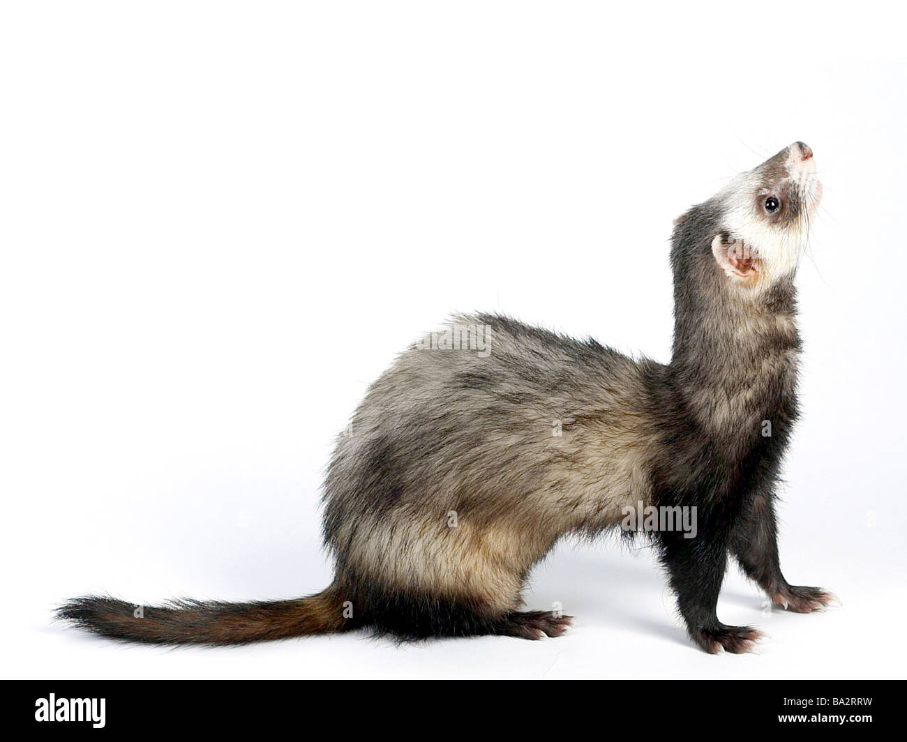 A ferret looking up, things are looking up Stock Photo - Alamy