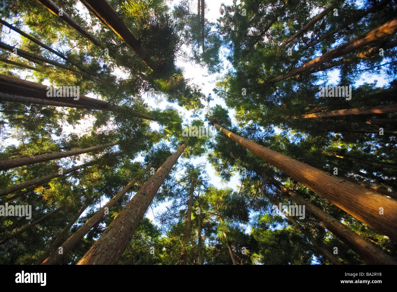 Low view over converging trees, São Miguel island, Azores Stock Photo ...