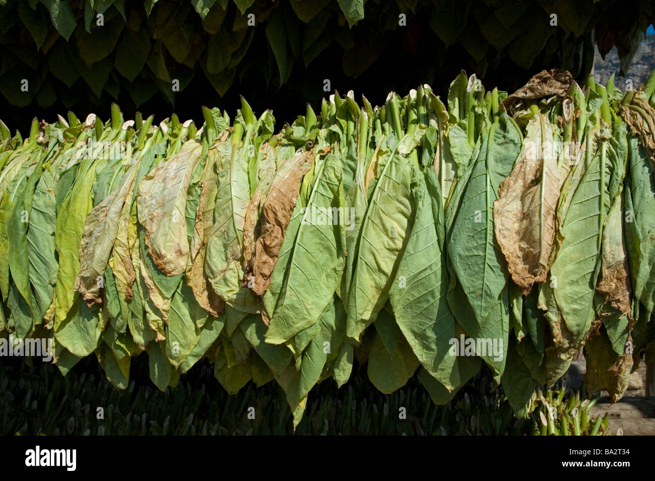 Green tobacco leaves hi-res stock photography and images - Alamy