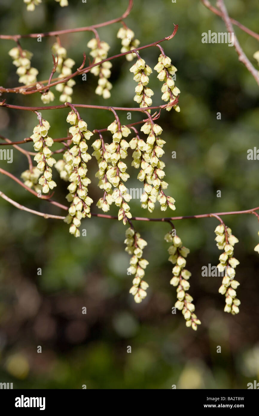 Stachyurus Praecox High Resolution Stock Photography and Images - Alamy