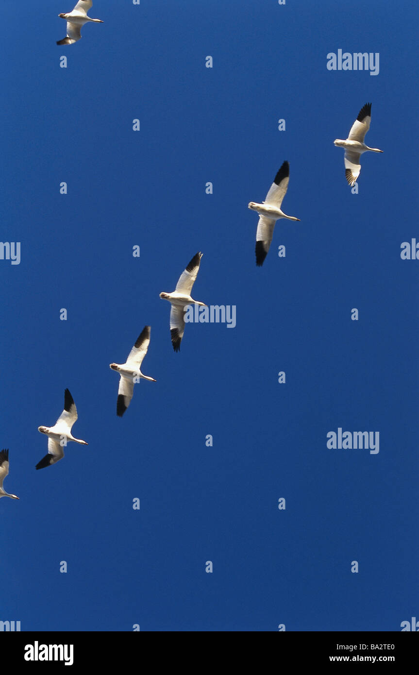 Snow-geese Anser caerulescens flight game-animals animals birds flies ...