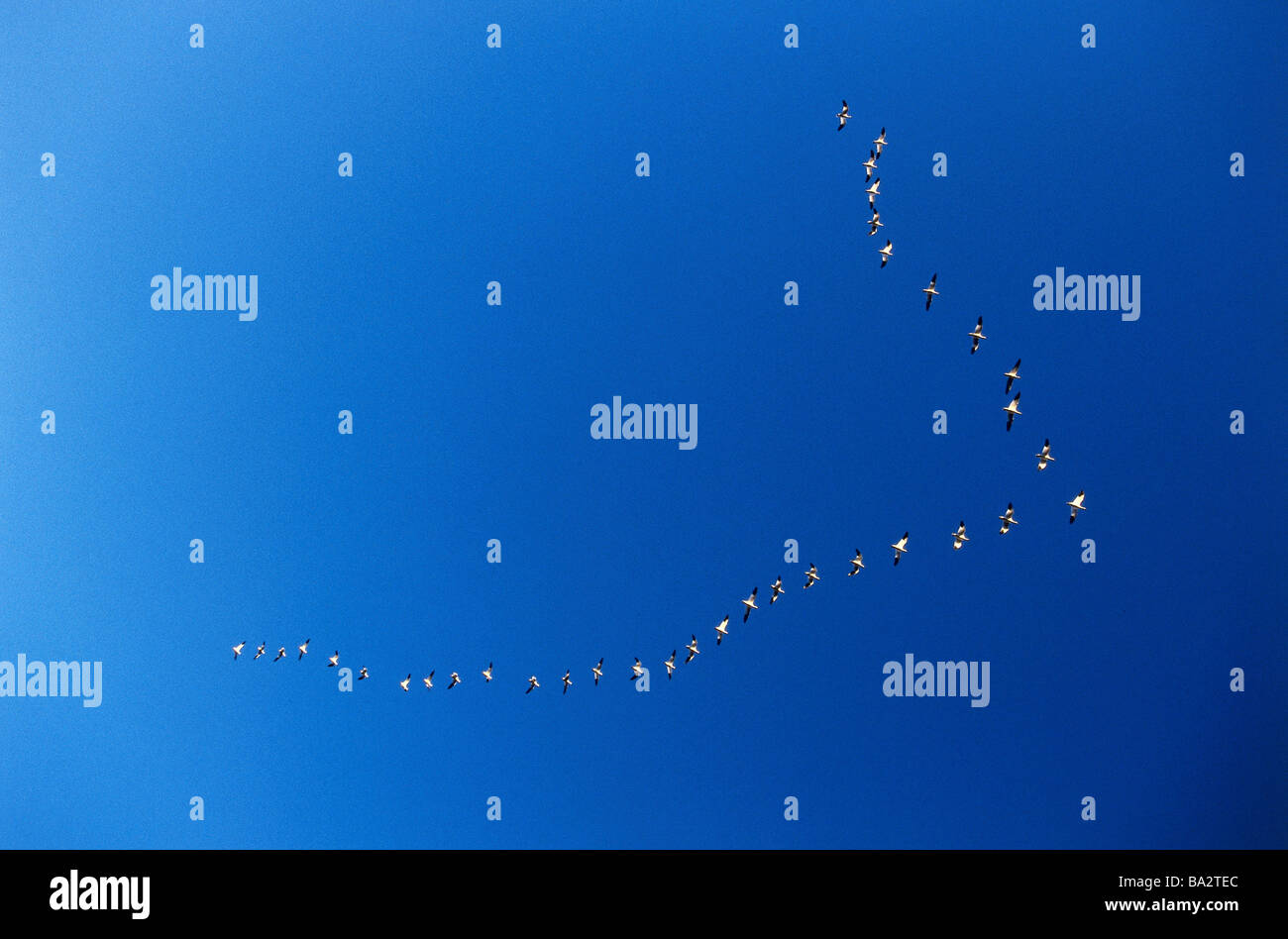 Snow-geese Anser caerulescens flight game-animals animals birds flies ...