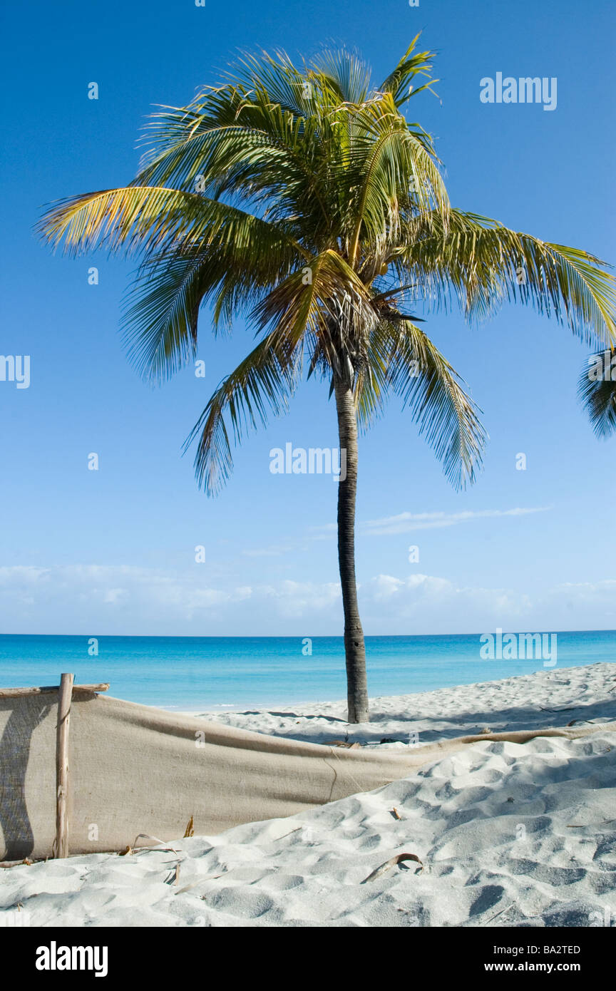 Sand palm tree hi-res stock photography and images - Alamy