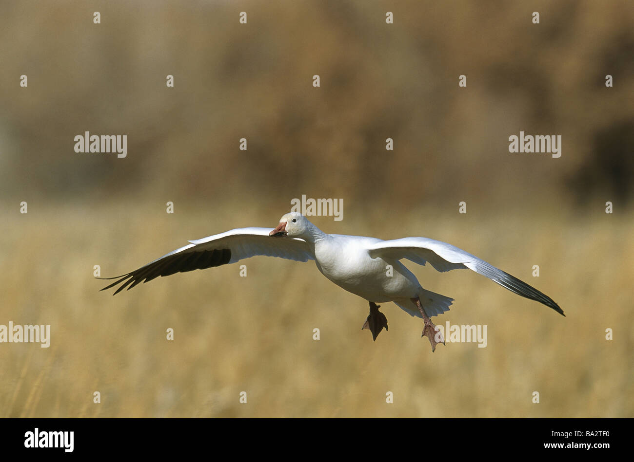 Goose screws hi-res stock photography and images - Alamy