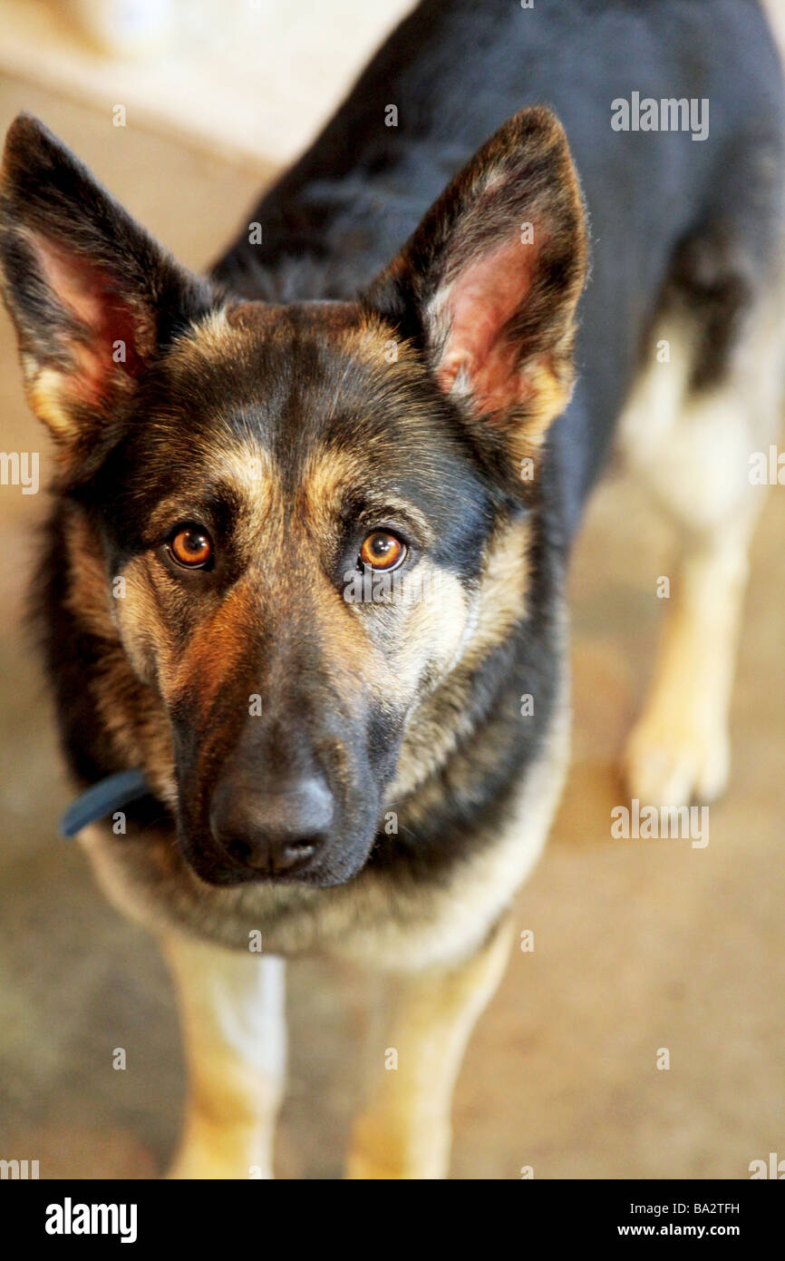 German war disabled soldier hi-res stock photography and images - Alamy