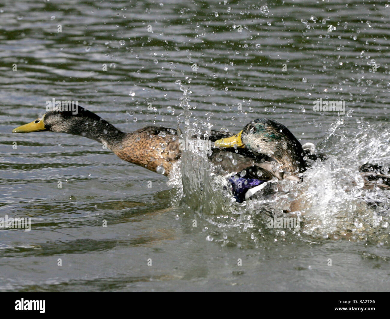 Two mallards fighting in a river Stock Photo - Alamy