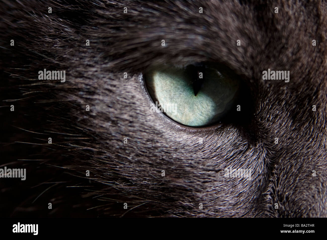 Russian furs hi-res stock photography and images - Alamy