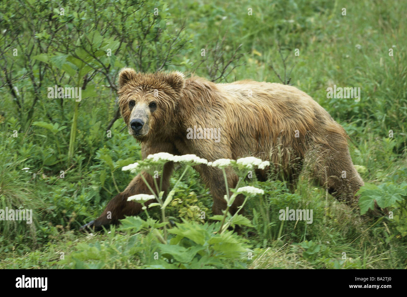 Kodiak bear habitat hi-res stock photography and images - Alamy