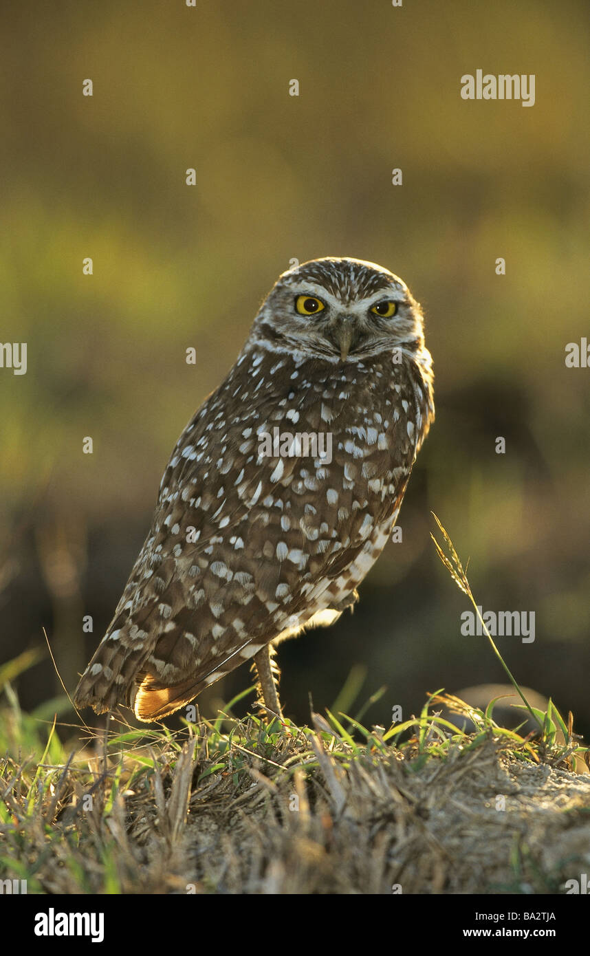 Rabbit-owl Speotyto cunicularia dusk nature wildlife game-animal animal ...