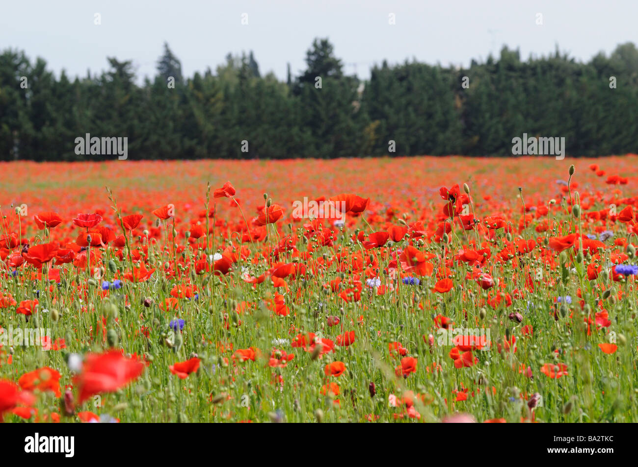 a poppy field Stock Photo - Alamy