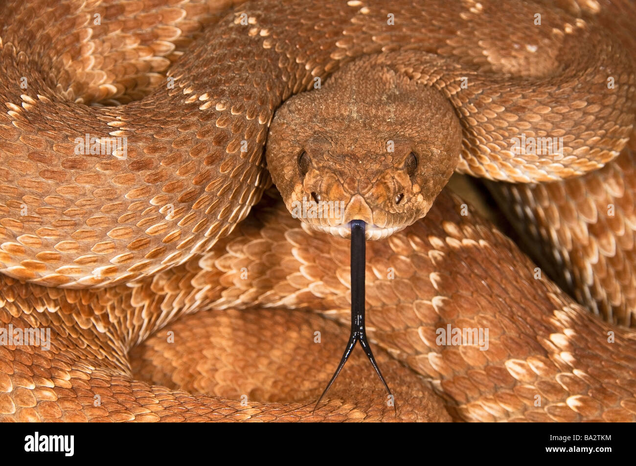 Red Diamond Rattlesnake Crotalus Ruber High Resolution Stock ...