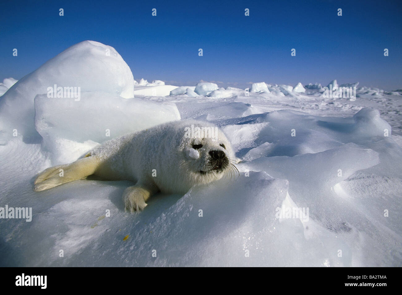 Madeleine young hi-res stock photography and images - Alamy