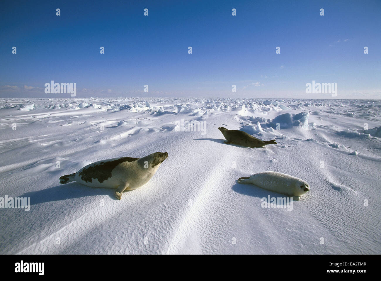 Canada Iles de la Madeleine winter-landscape saddle-seals Pagophilus ...