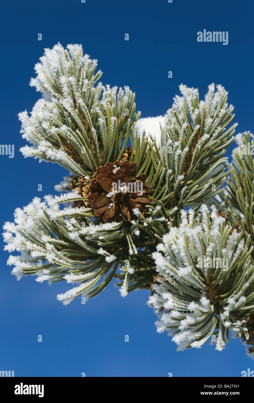 Coast-jaws Pinus contorta detail needles snow nature vegetation botany ...