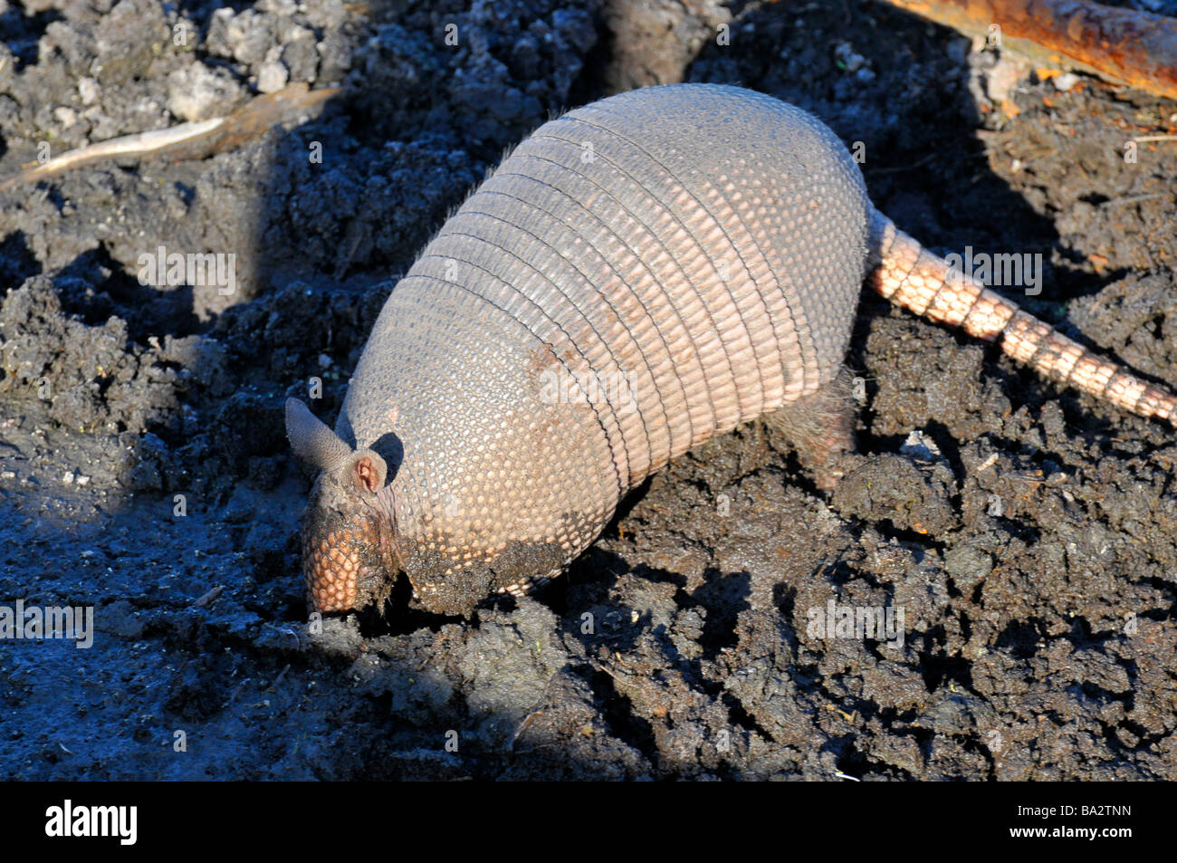 Armadillo burrow hi-res stock photography and images - Alamy