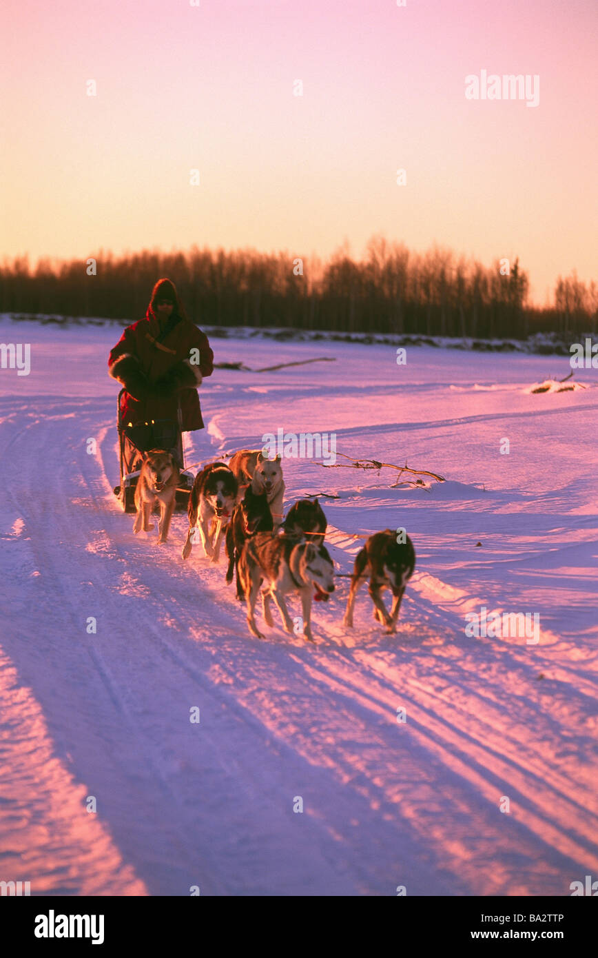 Sleigh-dogs runs man moves dusk animals mammals dogs harnessed ...
