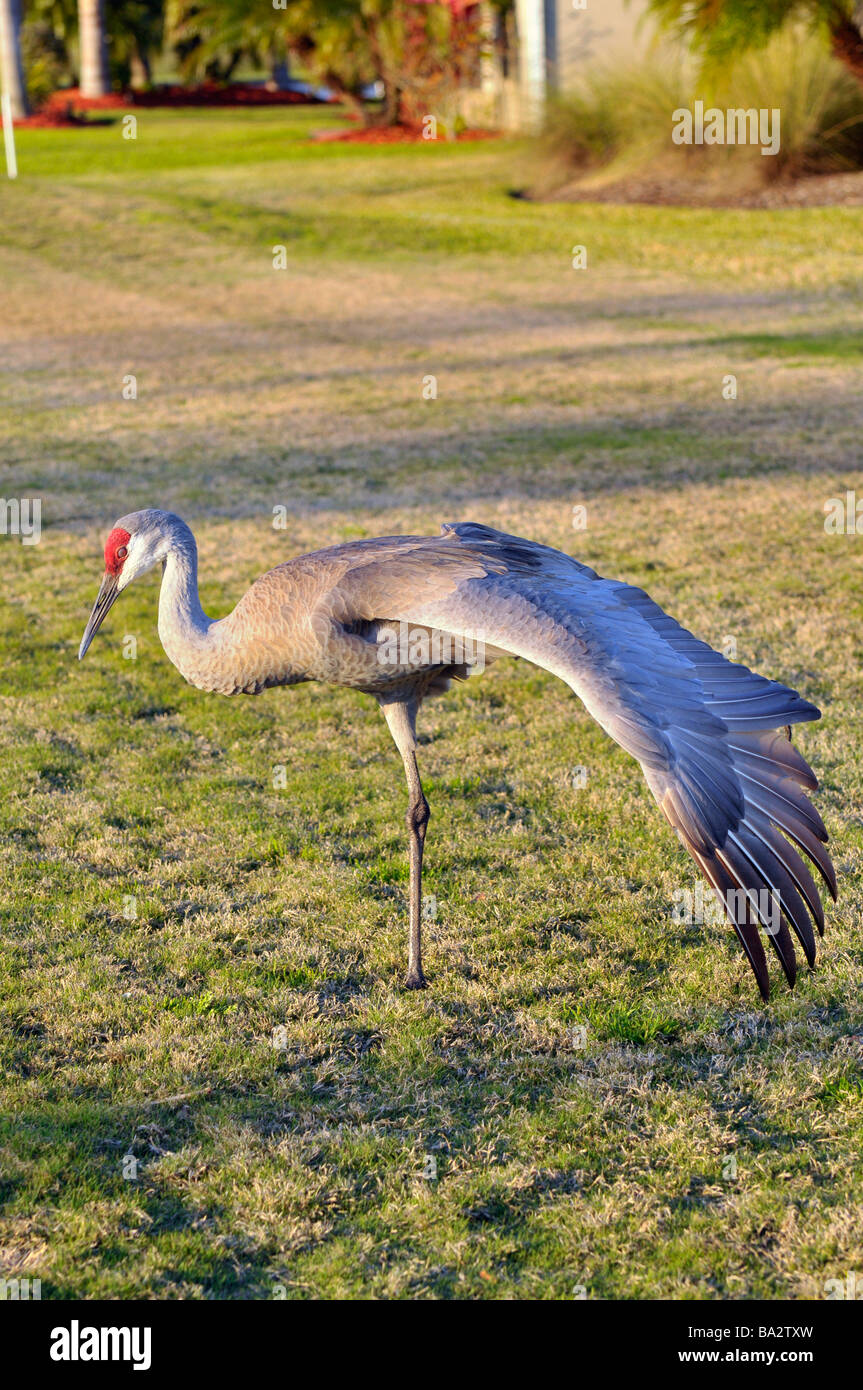 Sandhill crane feet grus canadensis hi-res stock photography and images ...