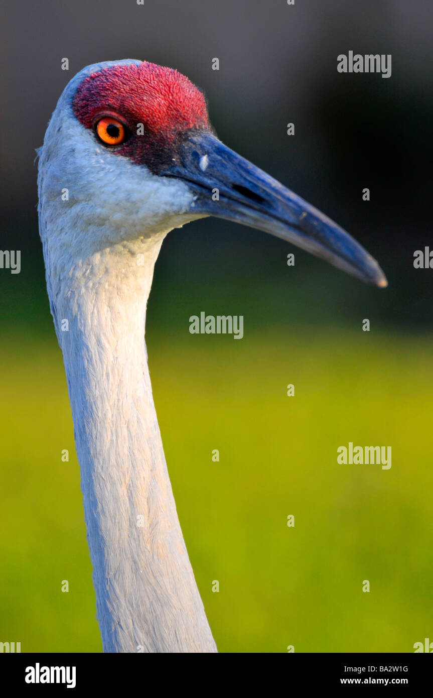 Sandhill crane head and neck Stock Photo - Alamy
