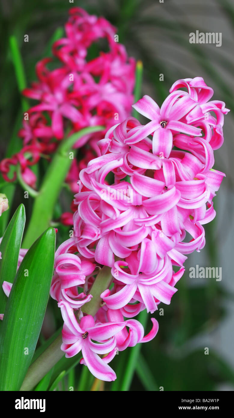 pink hyacinthus flowers Stock Photo - Alamy