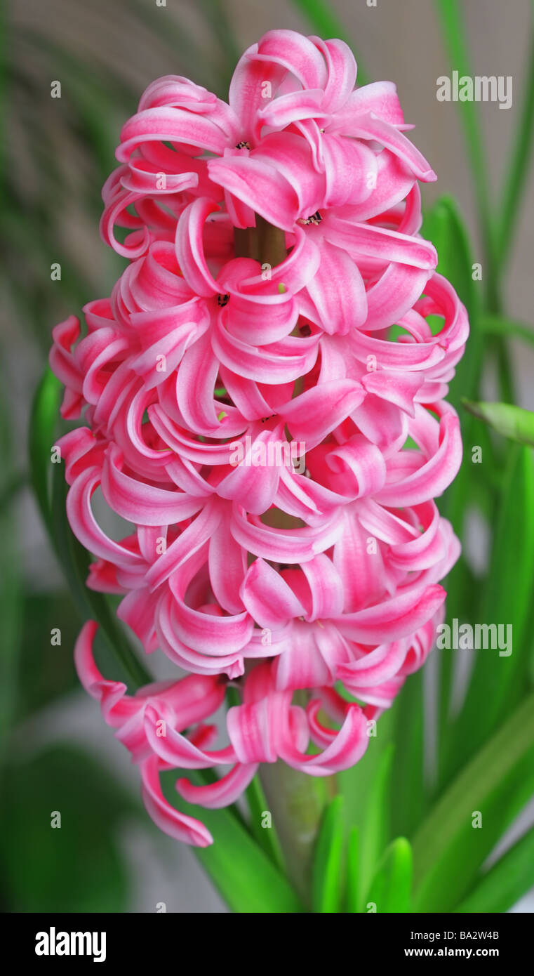 pink hyacinthus flowers Stock Photo - Alamy