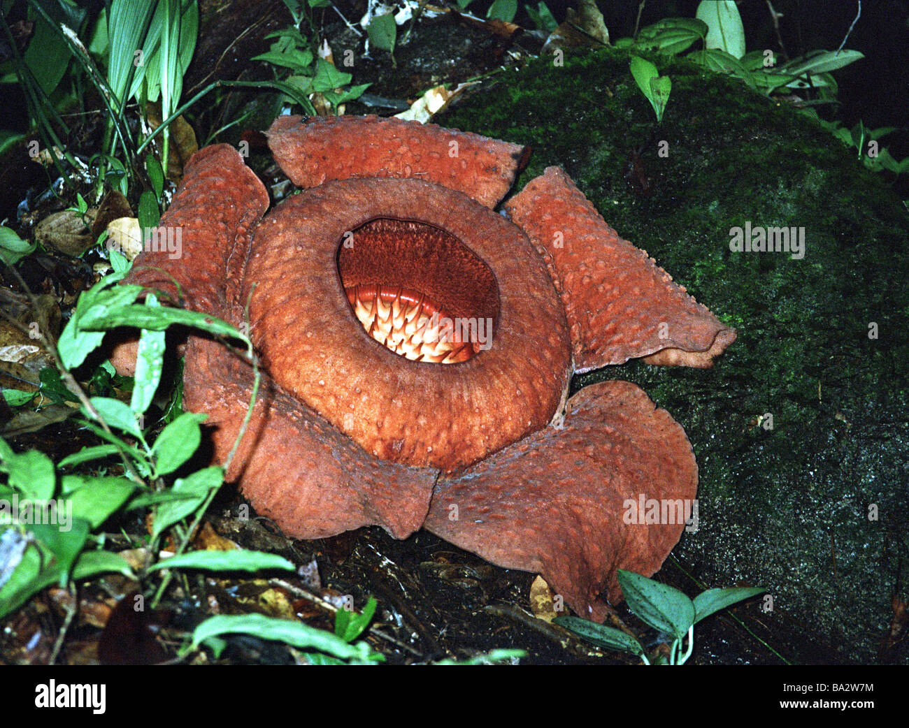 Rafflesia flower Borneo Rafflesia Pricei Stock Photo - Alamy