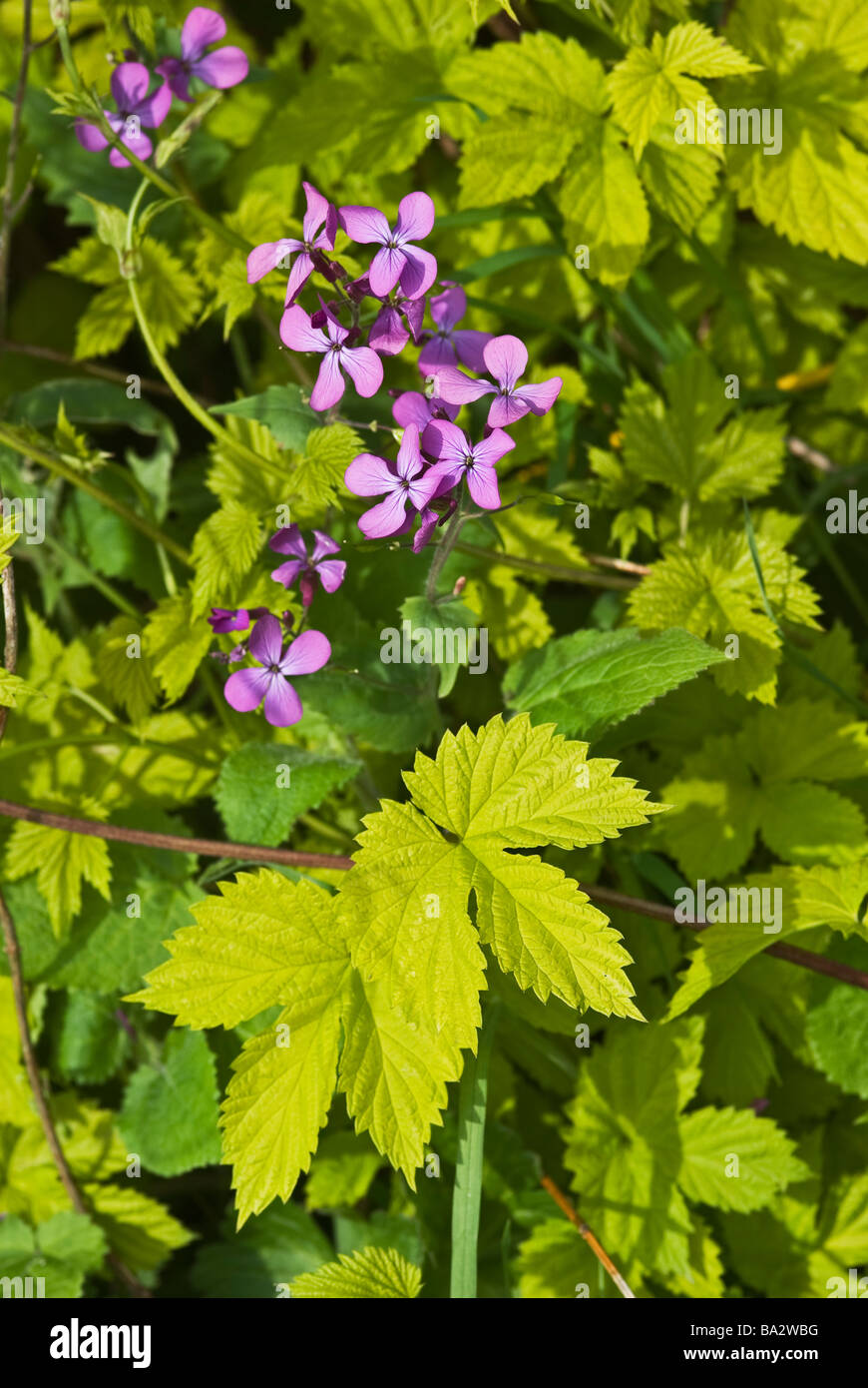 Flowers of honesty and leaves of golden hop growing together near ...