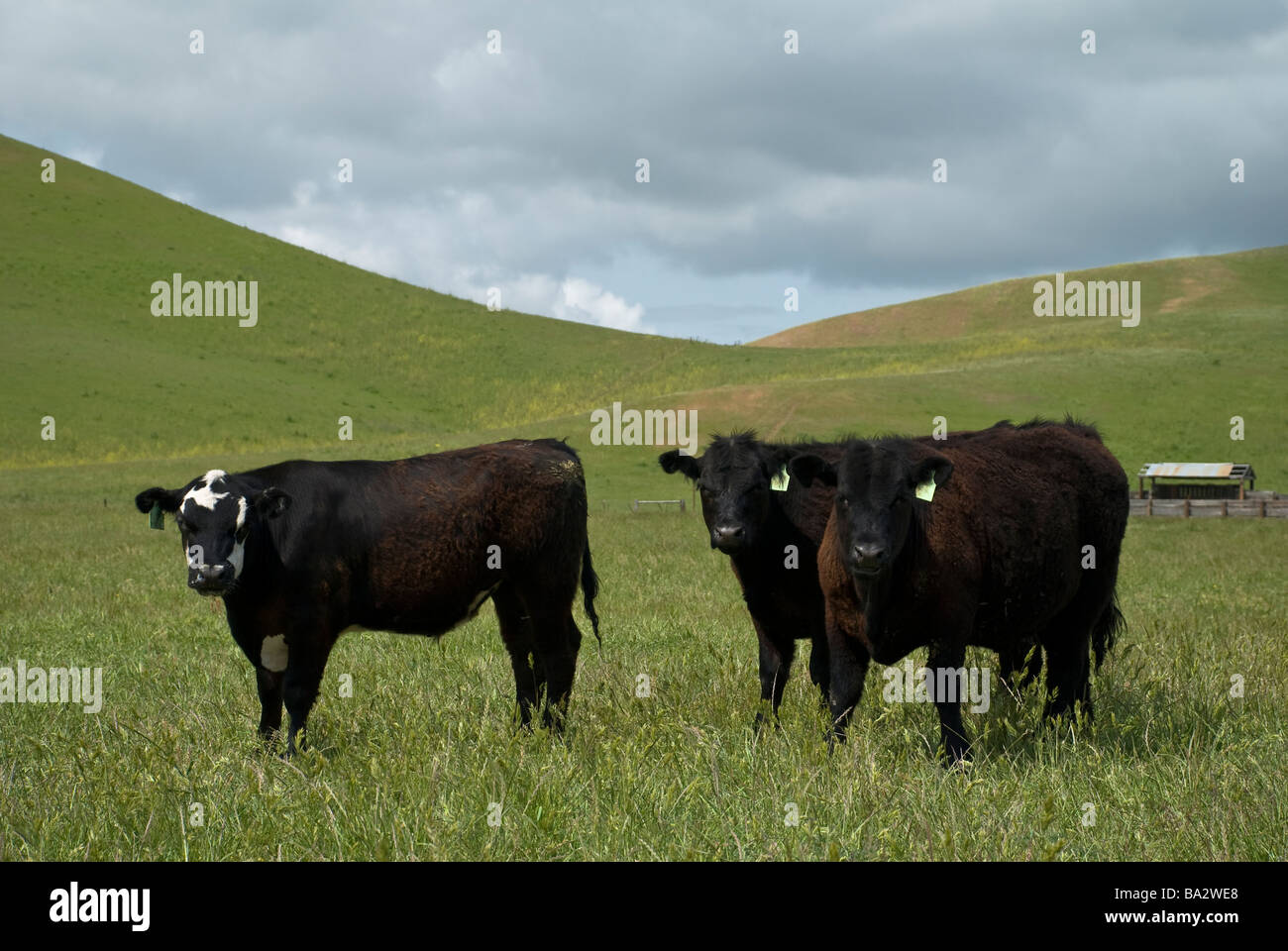 Livestock farming hi-res stock photography and images - Alamy