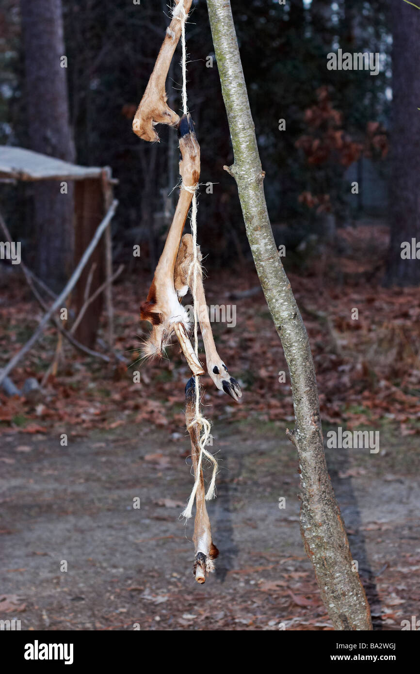 Tanning hide scraping hi-res stock photography and images - Alamy