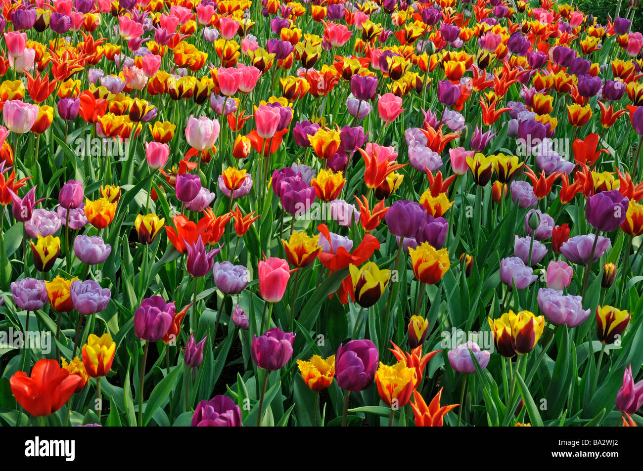 Mixed tulips make for a fantastic splash of colour Stock Photo - Alamy