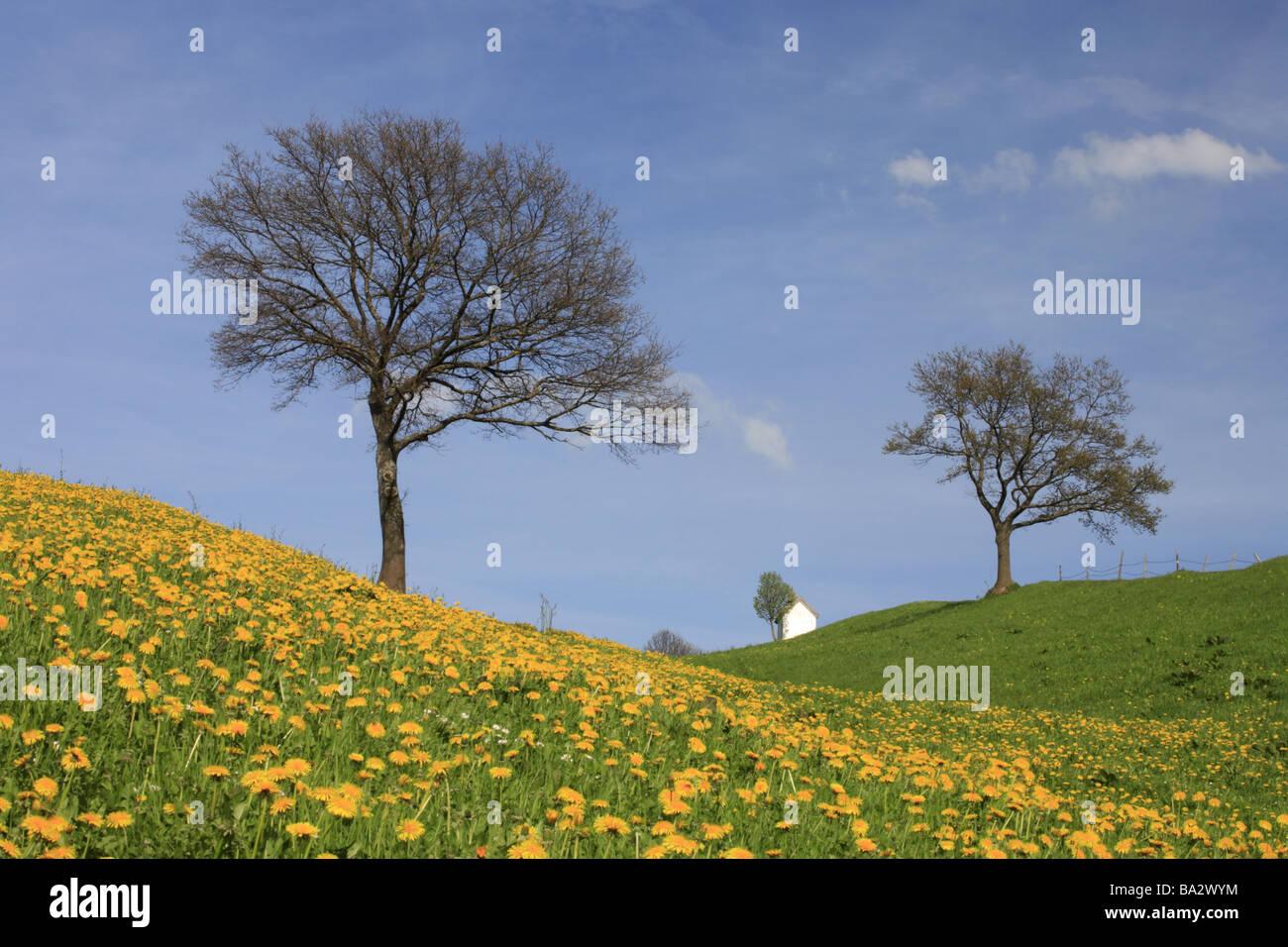 Germany Bavaria Riegsee hill-landscape flower-meadow trees spring ...