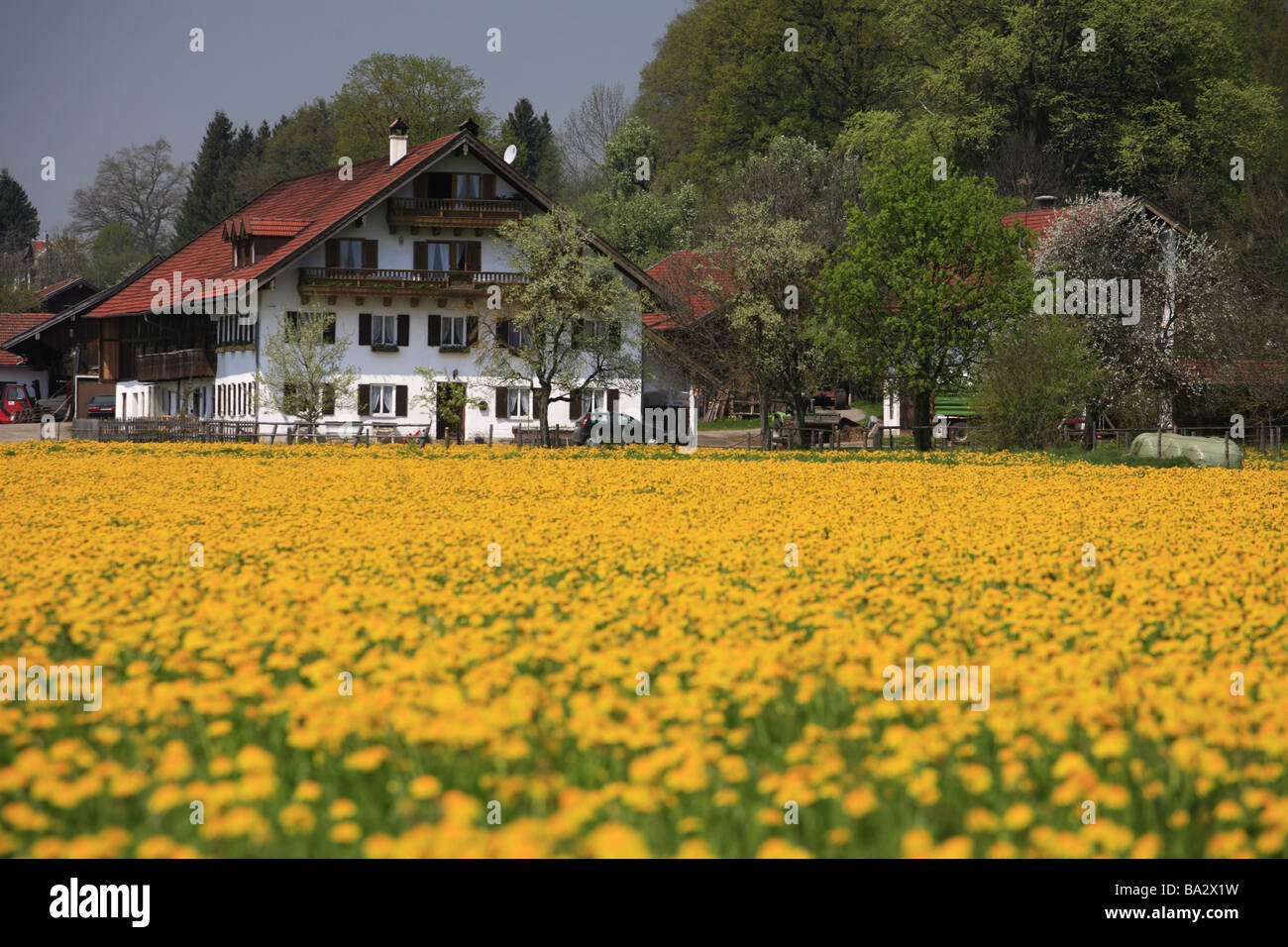 Germany Bavaria Pfaffenwinkel flower-meadow farmhouse spring Southern ...