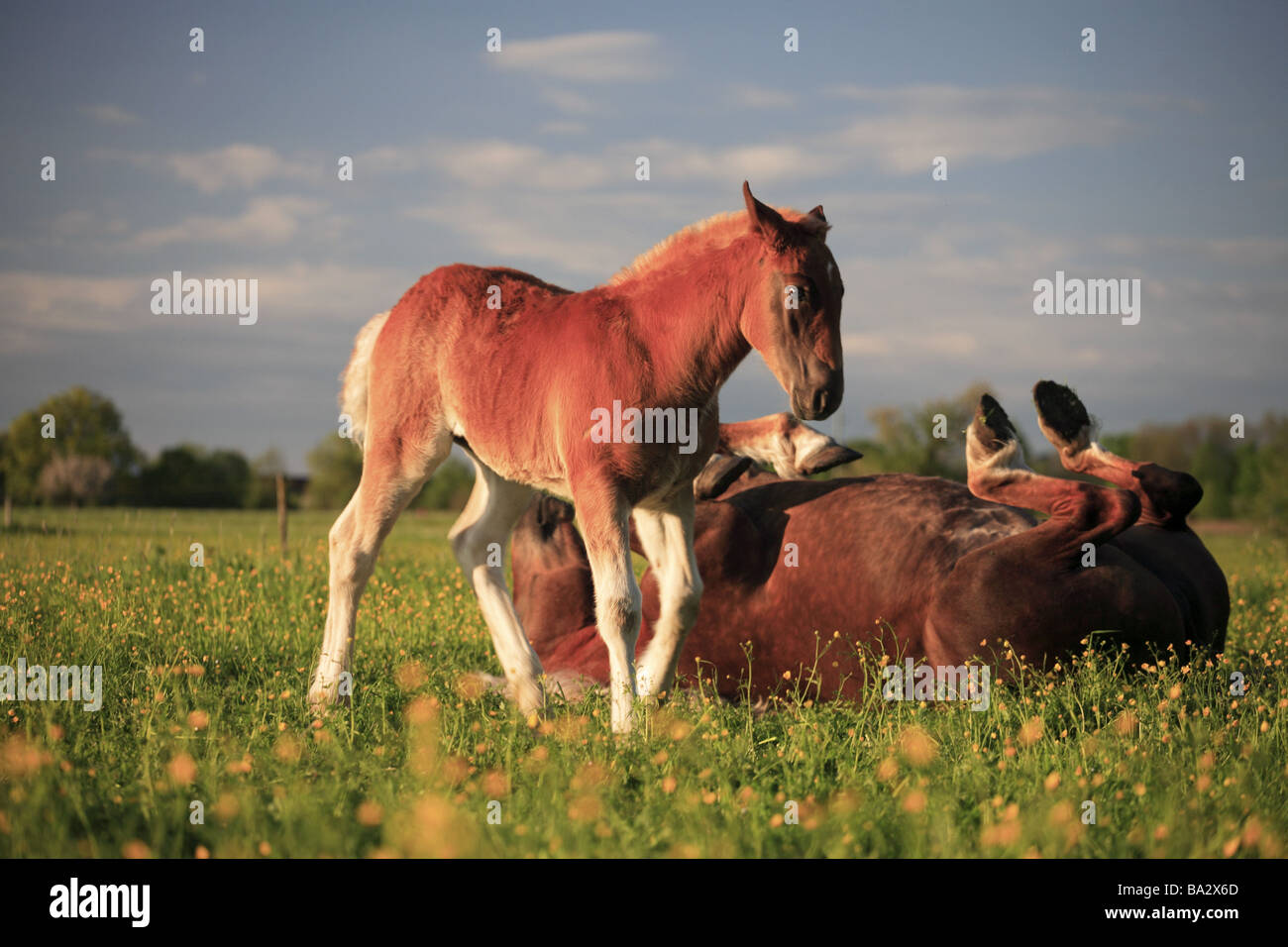 Paddock mare foals rolls stands flower-meadow meadow pasture paddock ...
