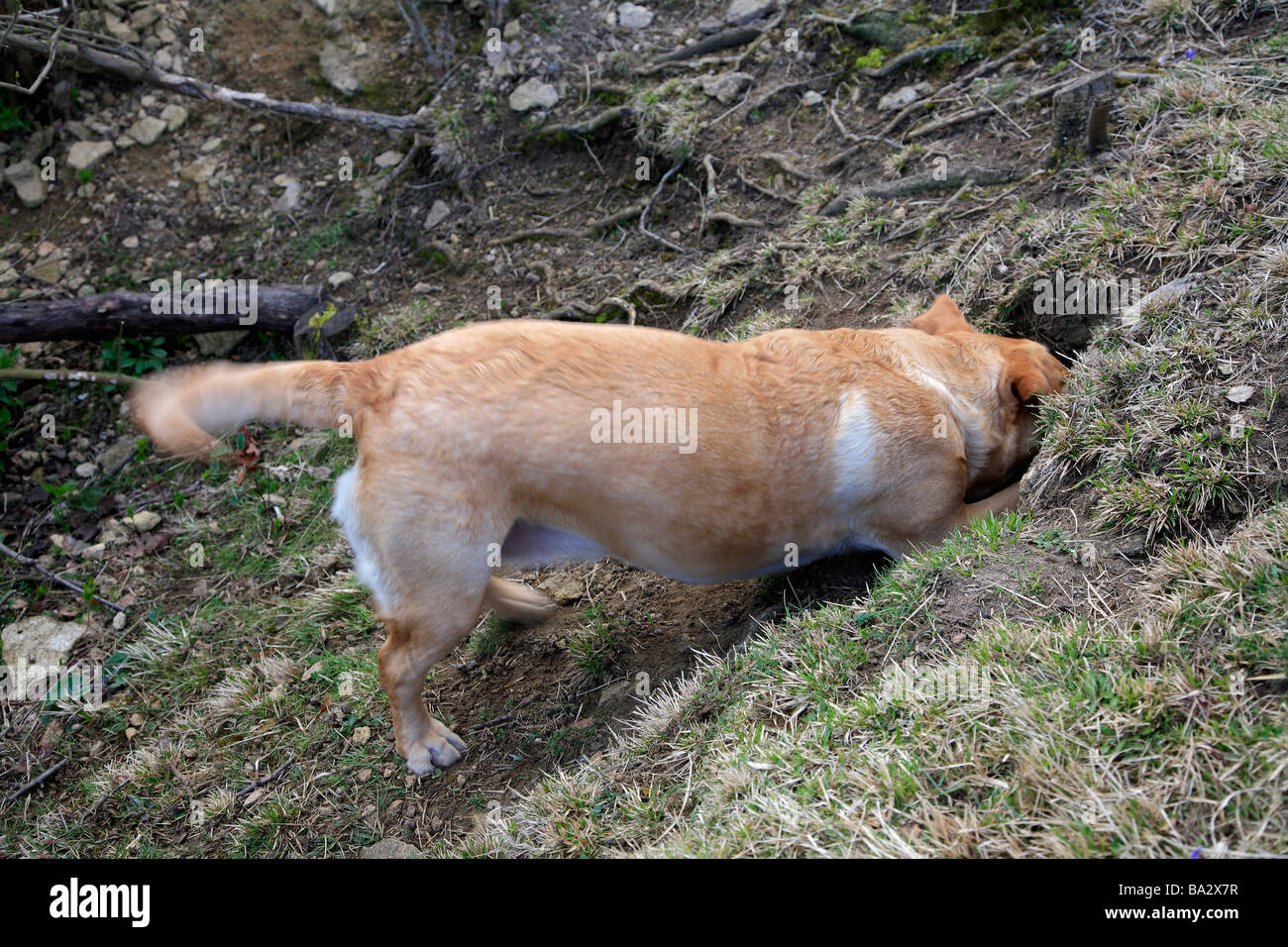 Pedigree Golden Labrador Bitch Dog Scratching at the entrance to a ...